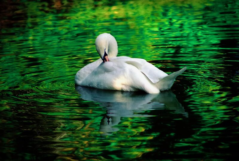 O que são Cisnes Verdes e como identificá-los - Página 22